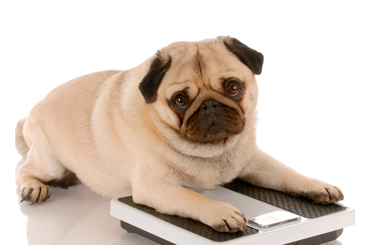 Chile y el problema de obesidad en perros - CentroAvance.cl